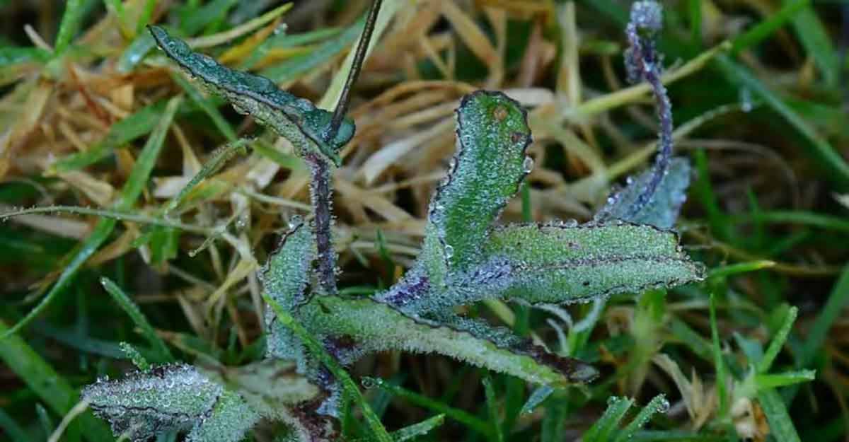 Severe cold blankets Munnar with frost | Travel | Manorama English