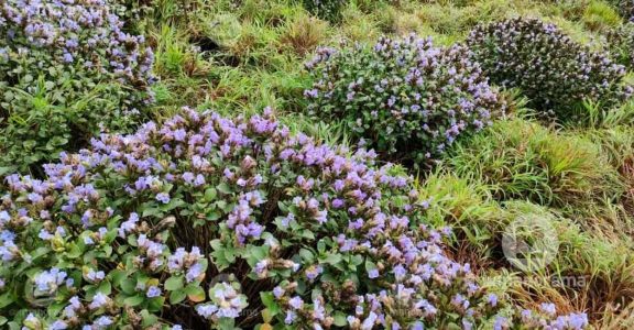 At 85, Saramma defies age, climbs steep slope to see Neelakurinji