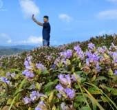 Visit Chaturanagapara to enjoy the beautiful Neelakurinji blossom