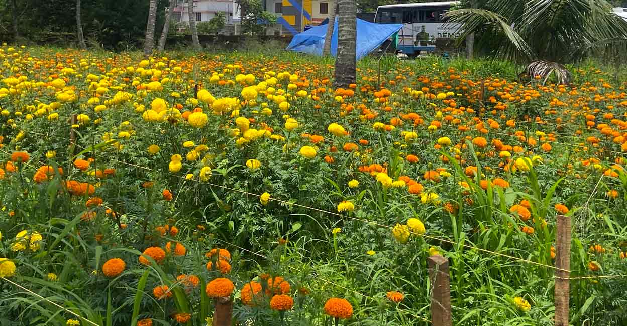 This Onam, Pookalams await blooms from Alappuzha's flower growers