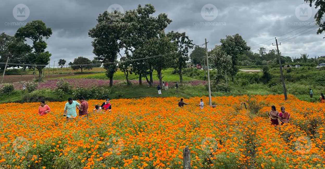 Flower power: Bloom boom for Gundlupet farmers as Onam countdown begins ...