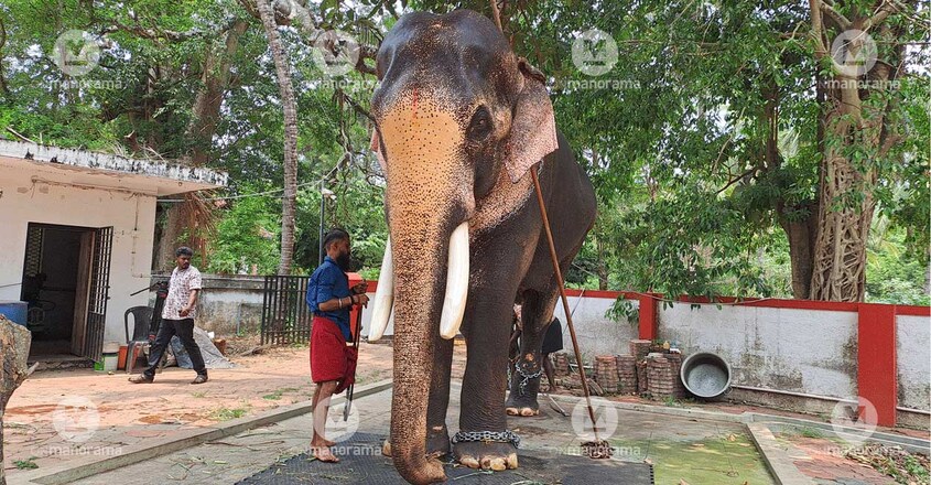 Asia's second tallest elephant at Thrissur Pooram: Why he has a huge ...