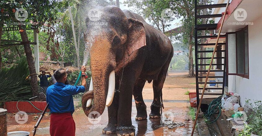Asia's second tallest elephant at Thrissur Pooram: Why he has a huge ...