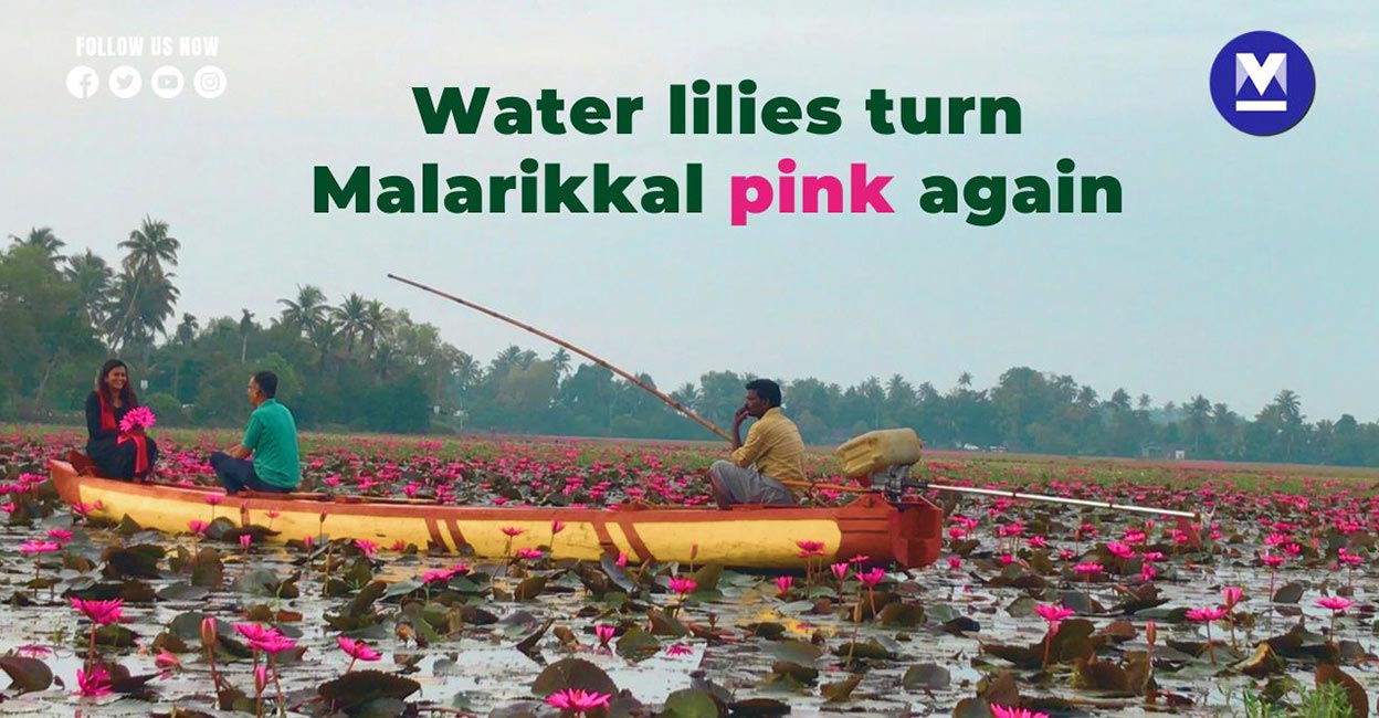 Malarikkal: A glossy pink paradise of water lilies | Travel ...