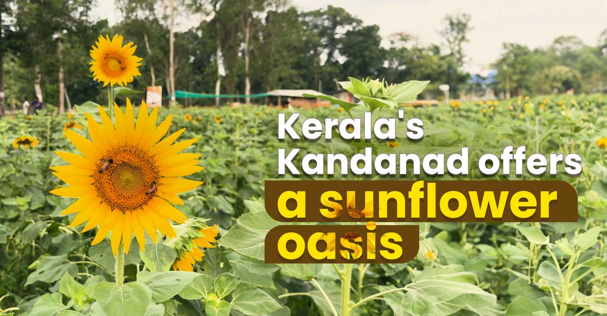 Kerala's sunflower farm in Kandanad draws visitors | Kerala ...