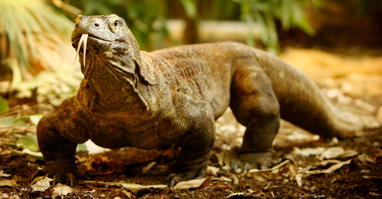 Komodo dragon blood may help fight superbugs