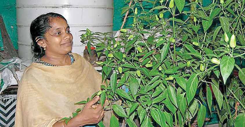 From veggies to orchids, this backyard polyhouse is self-sufficient and ...